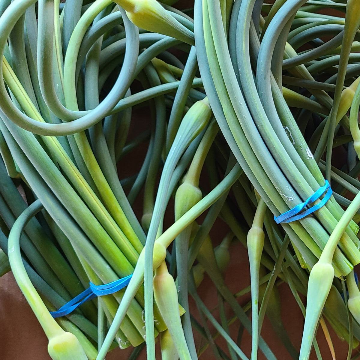 What are garlic scapes & how to enjoy them? – Dixie Acres Farm