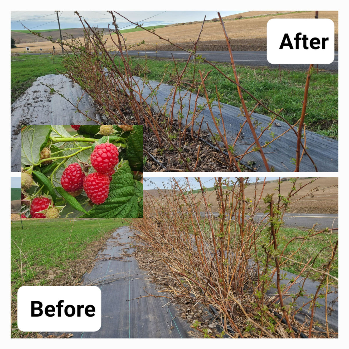 Pruning my life...and raspberries...What is the best YES? – Dixie Acres ...