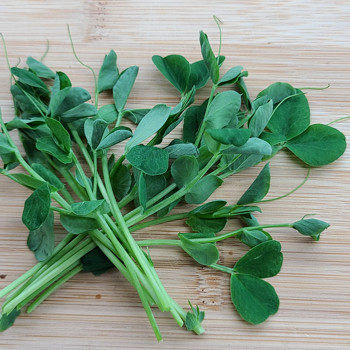 Micro Pea Shoots – Dixie Acres Farm