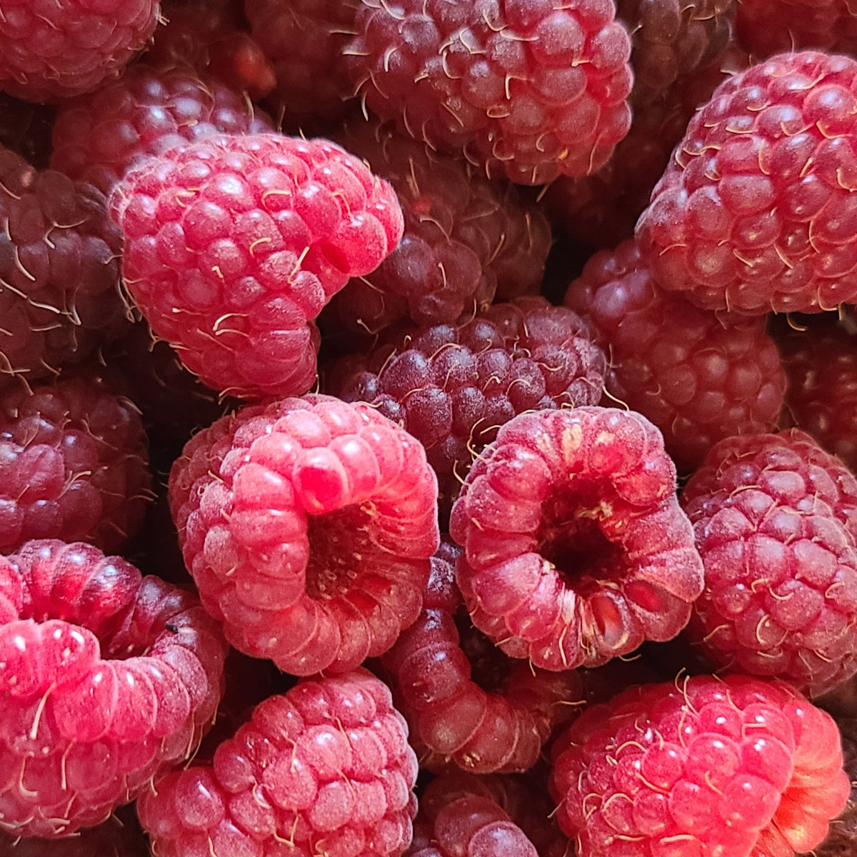 Raspberries - 1/2 pint – Dixie Acres Farm